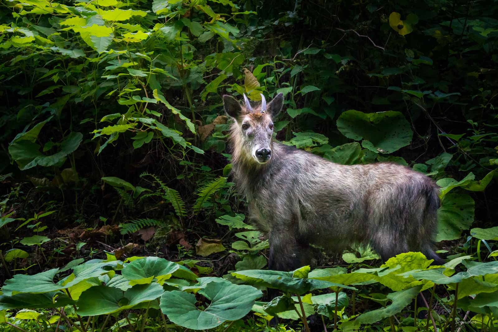 Where to Find and Photograph Wildlife in Japan - Nature TTL