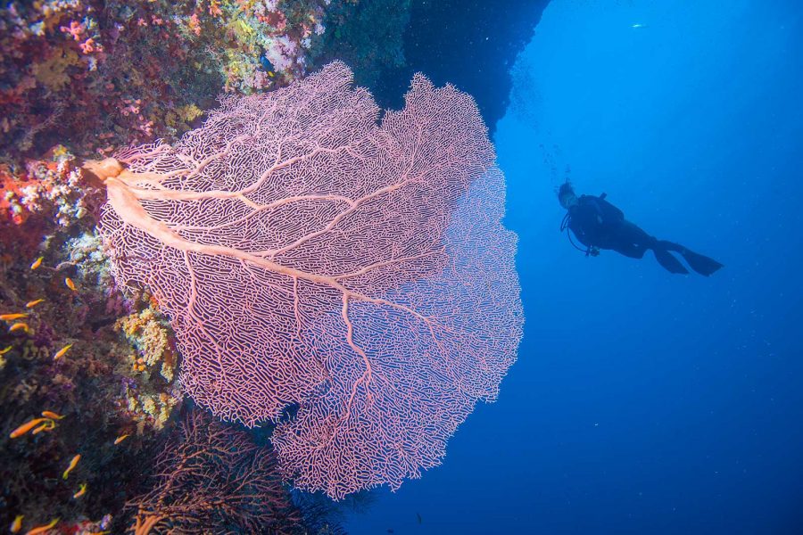 8 Essential Skills and Techniques for Underwater Photographers - Nature TTL