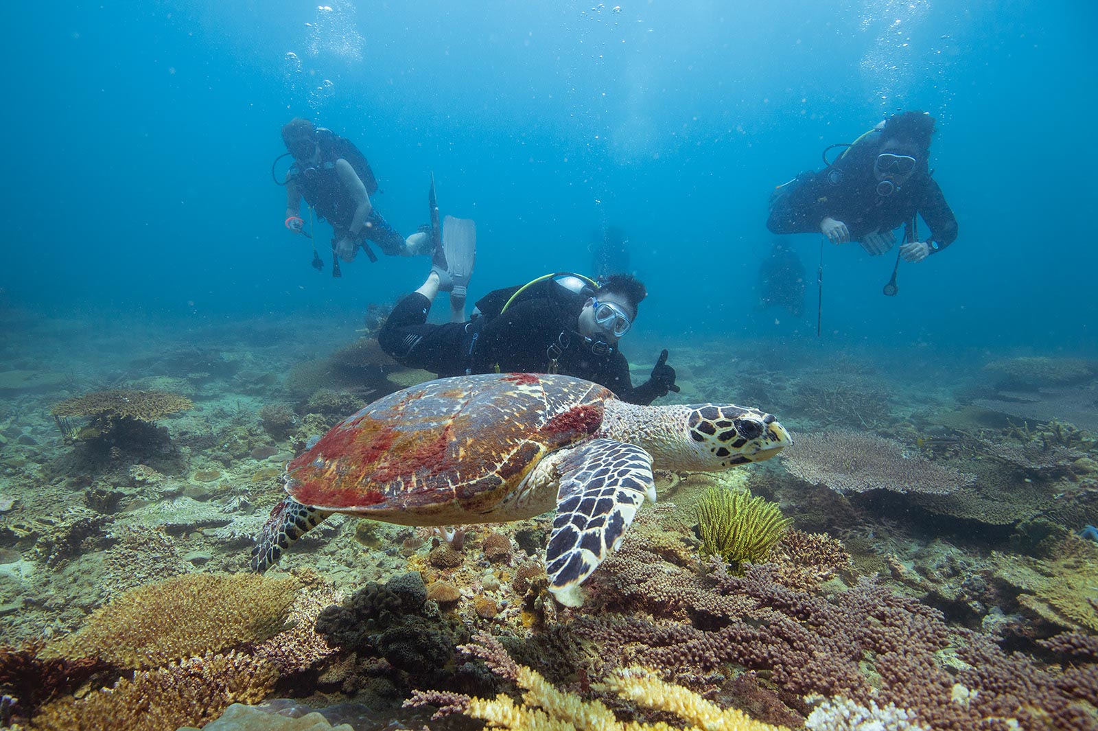 8 Essential Skills and Techniques for Underwater Photographers - Nature TTL