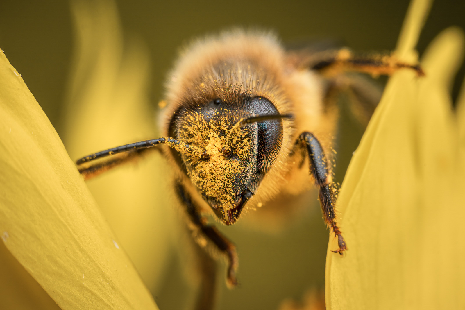 How to Use Foregrounds & Backgrounds in Macro Photography - Nature TTL