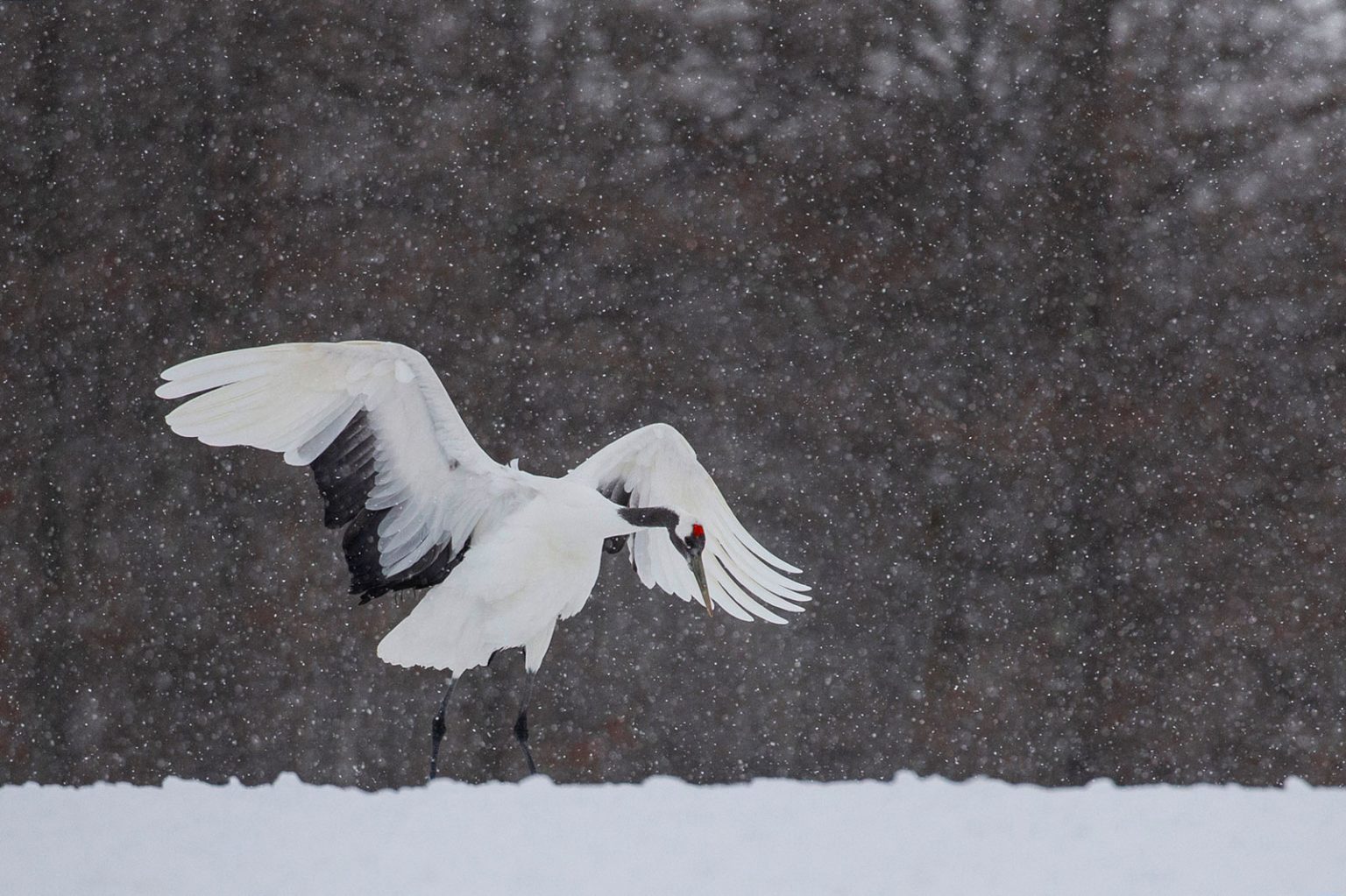 5 Best Wildlife Photography Locations in Japan - Nature TTL