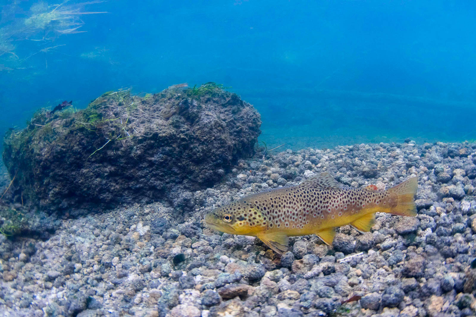 How to Photograph Freshwater Fish in the UK - Nature TTL