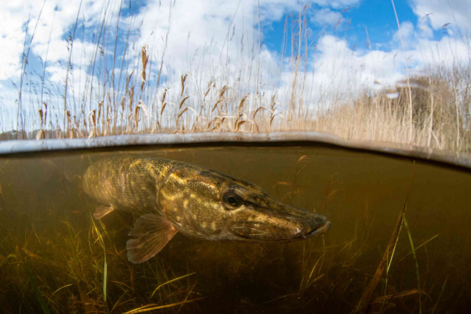 How to Photograph Freshwater Fish in the UK - Nature TTL