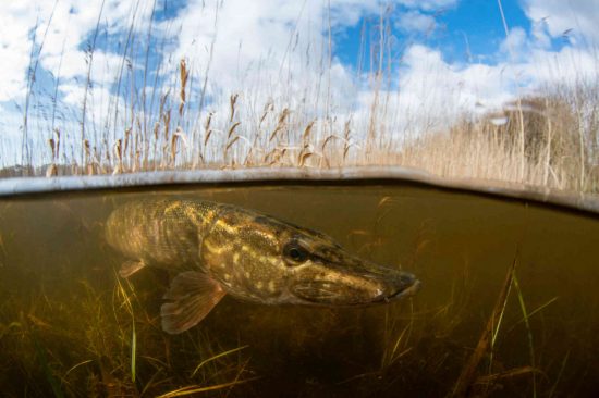 How to Photograph Freshwater Fish in the UK - Nature TTL