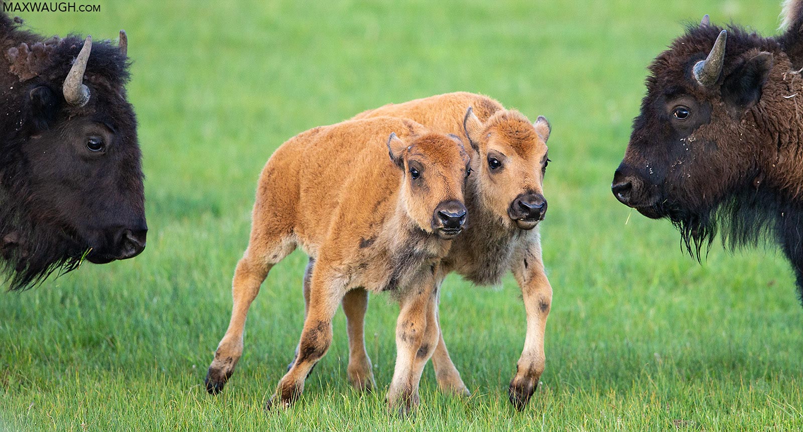 How to Photograph Bison - Nature TTL