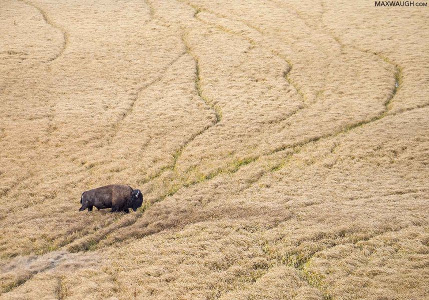 How to Photograph Bison - Nature TTL