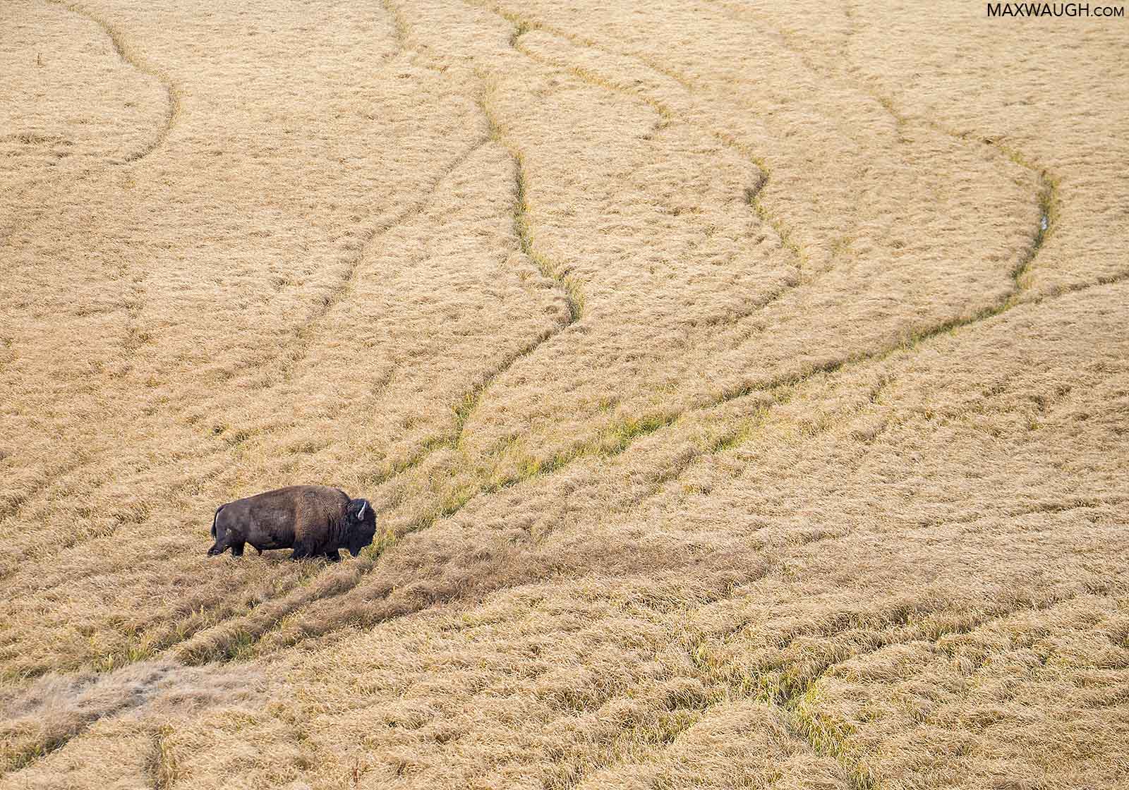 How to Photograph Bison - Nature TTL