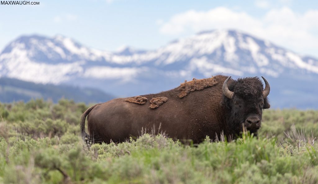 How to Photograph Bison - Nature TTL