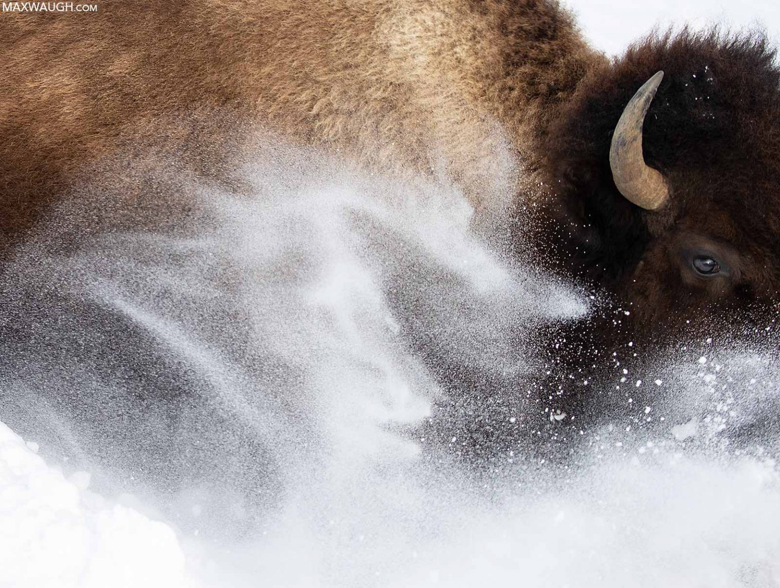 How to Photograph Bison - Nature TTL