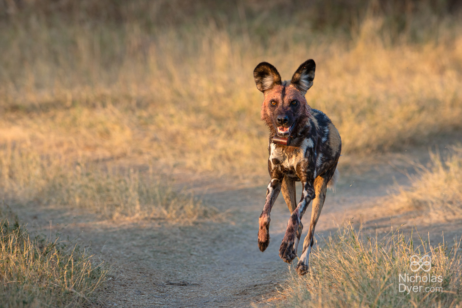 Nicholas Dyer: From Amateur to Professional - Nature TTL