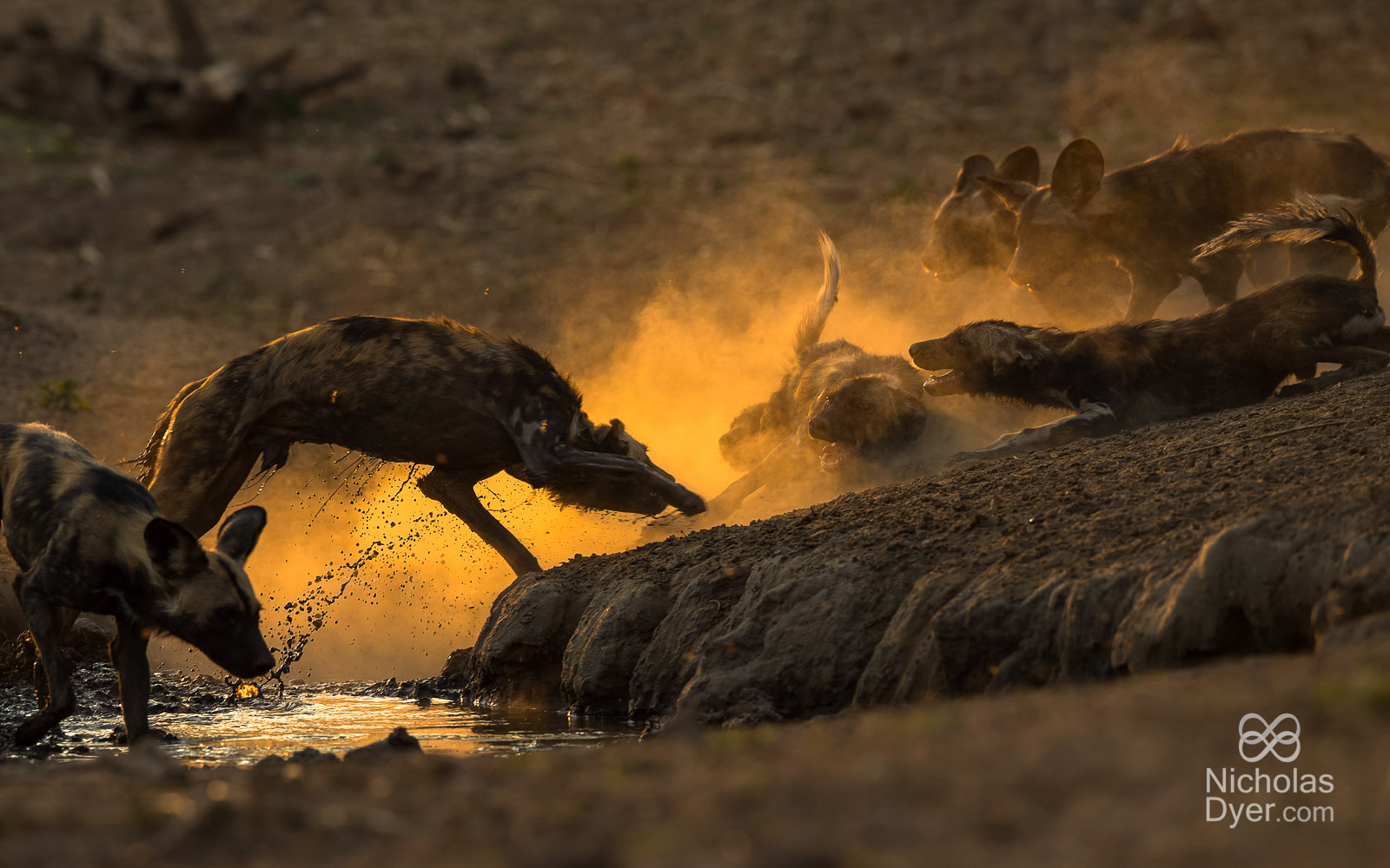 Nicholas Dyer: From Amateur to Professional - Nature TTL