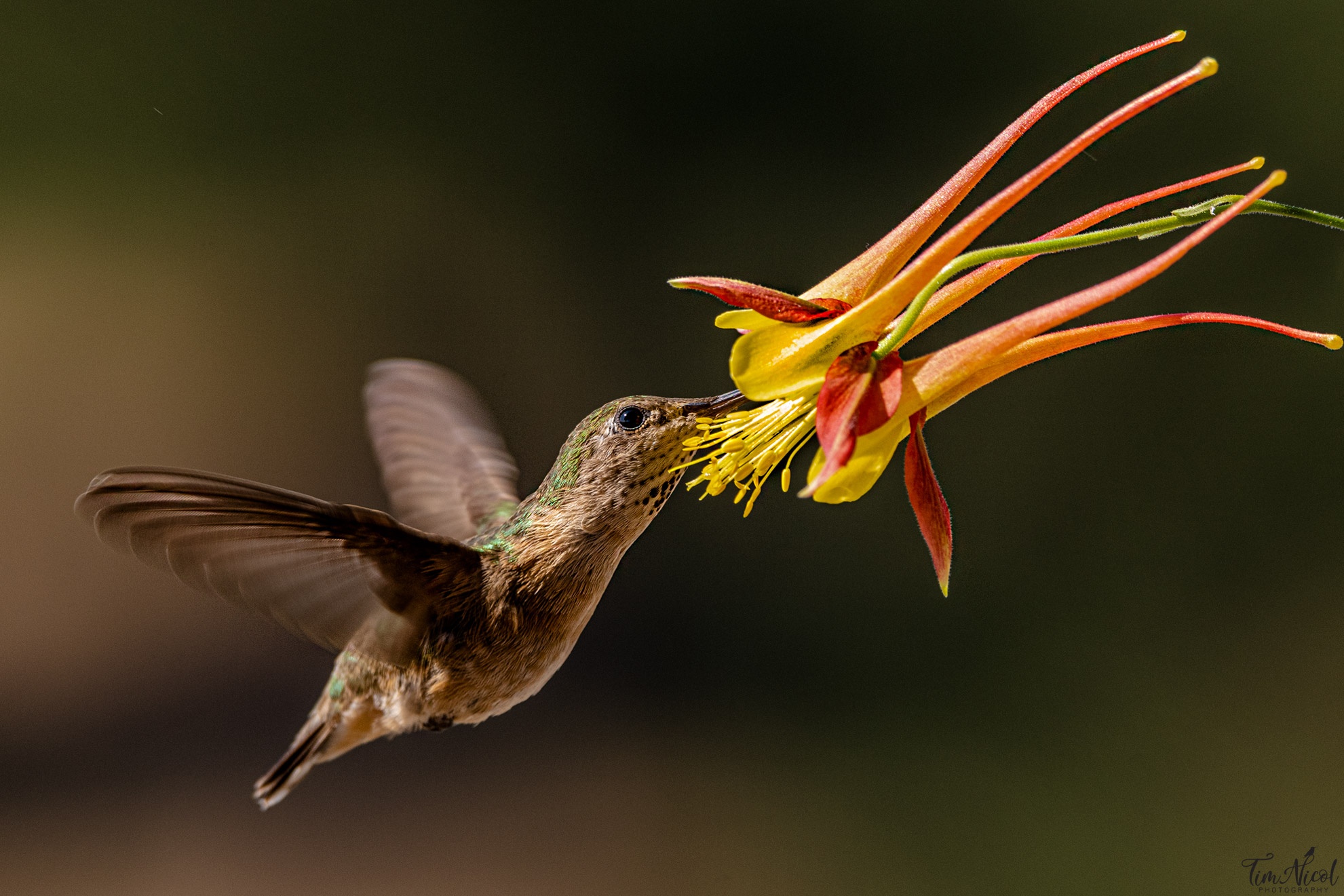 Weekly Photography Assignment: Break the Rules - Nature TTL