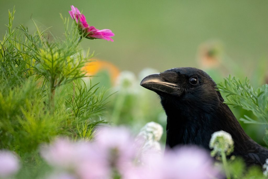 How to Photograph Crows - Nature TTL