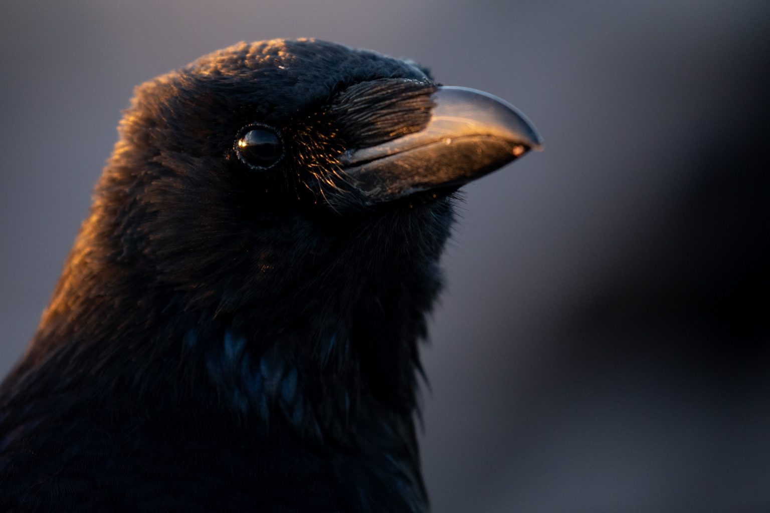 How to Photograph Crows - Nature TTL
