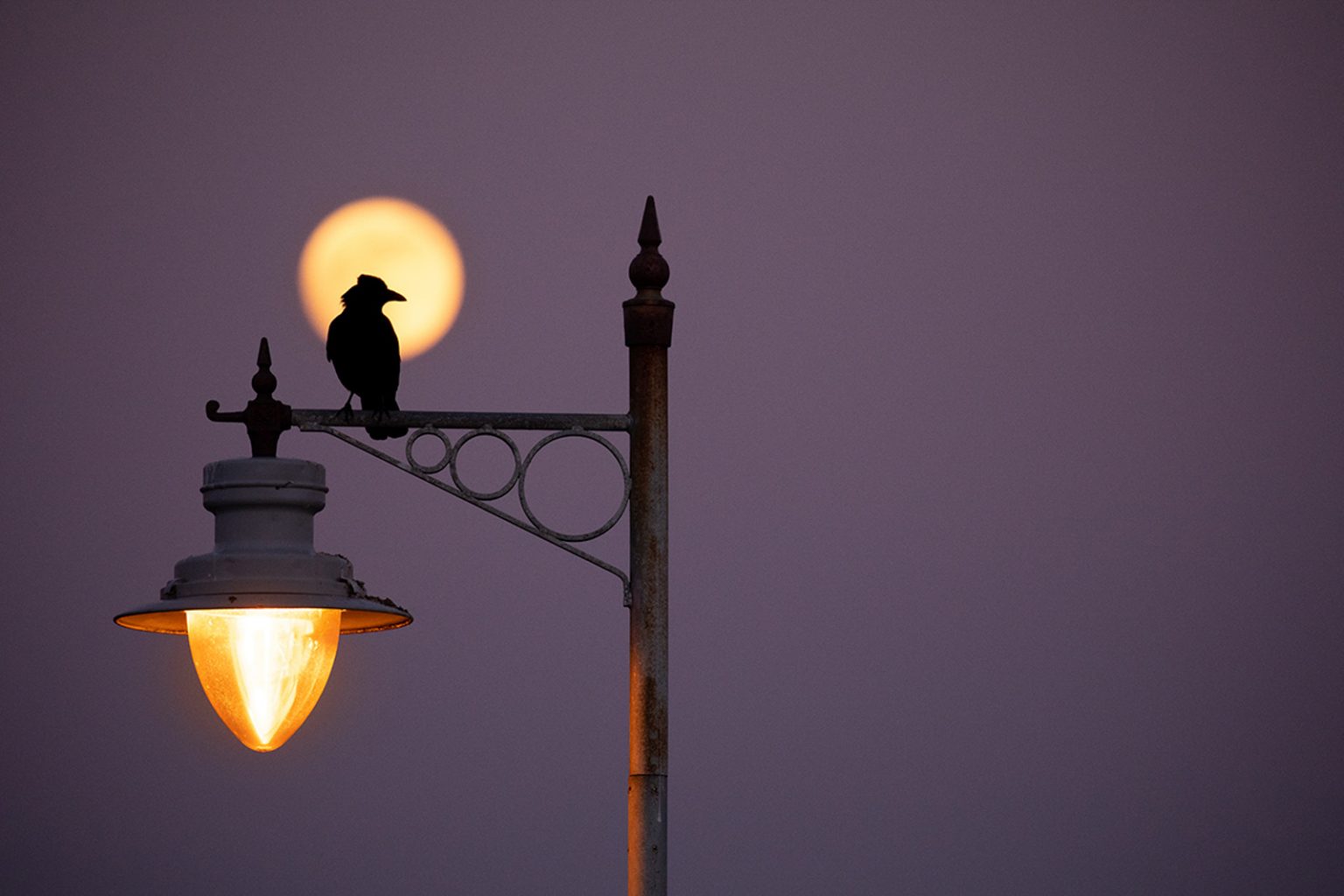 How to Photograph Crows - Nature TTL
