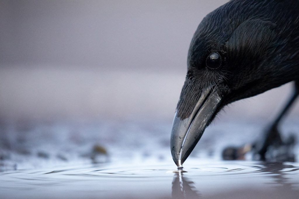How to Photograph Crows - Nature TTL