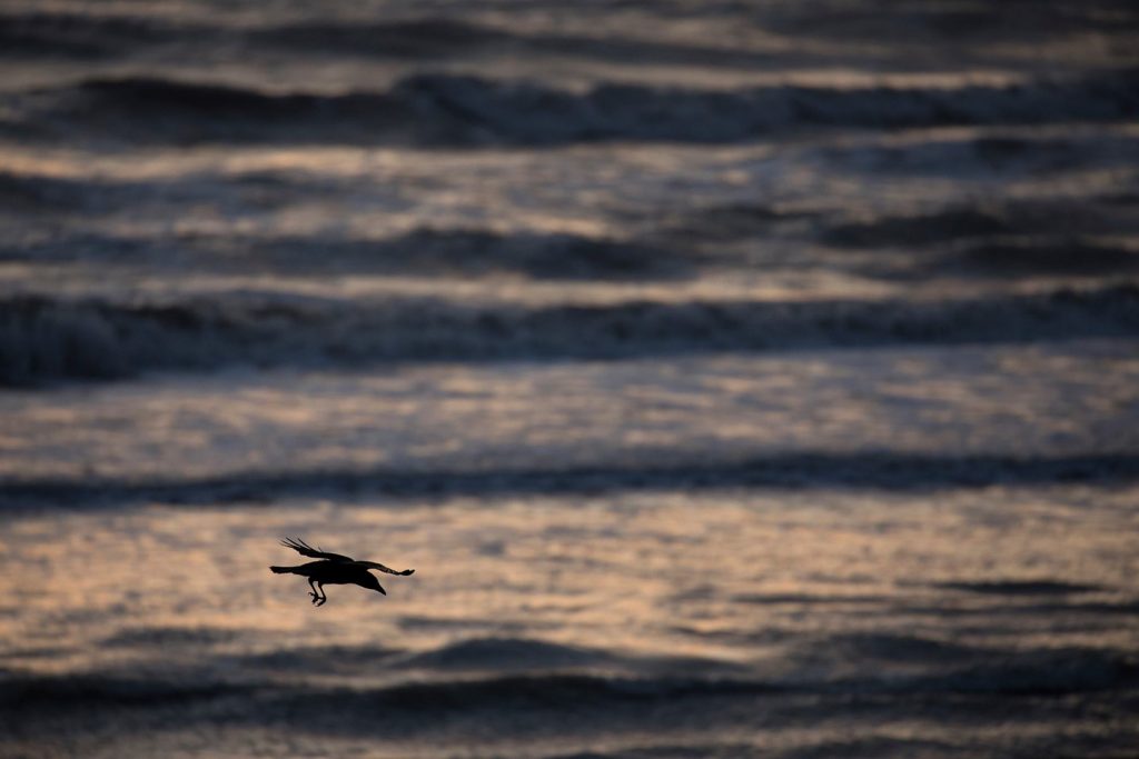 How to Photograph Crows - Nature TTL