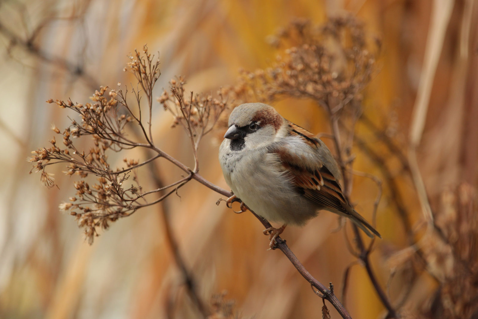 Weekly Photography Assignment: Birds - Nature TTL