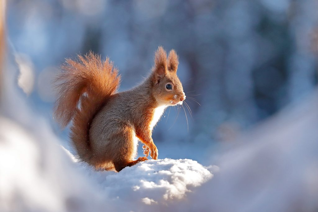How to Photograph Red Squirrels - Nature TTL