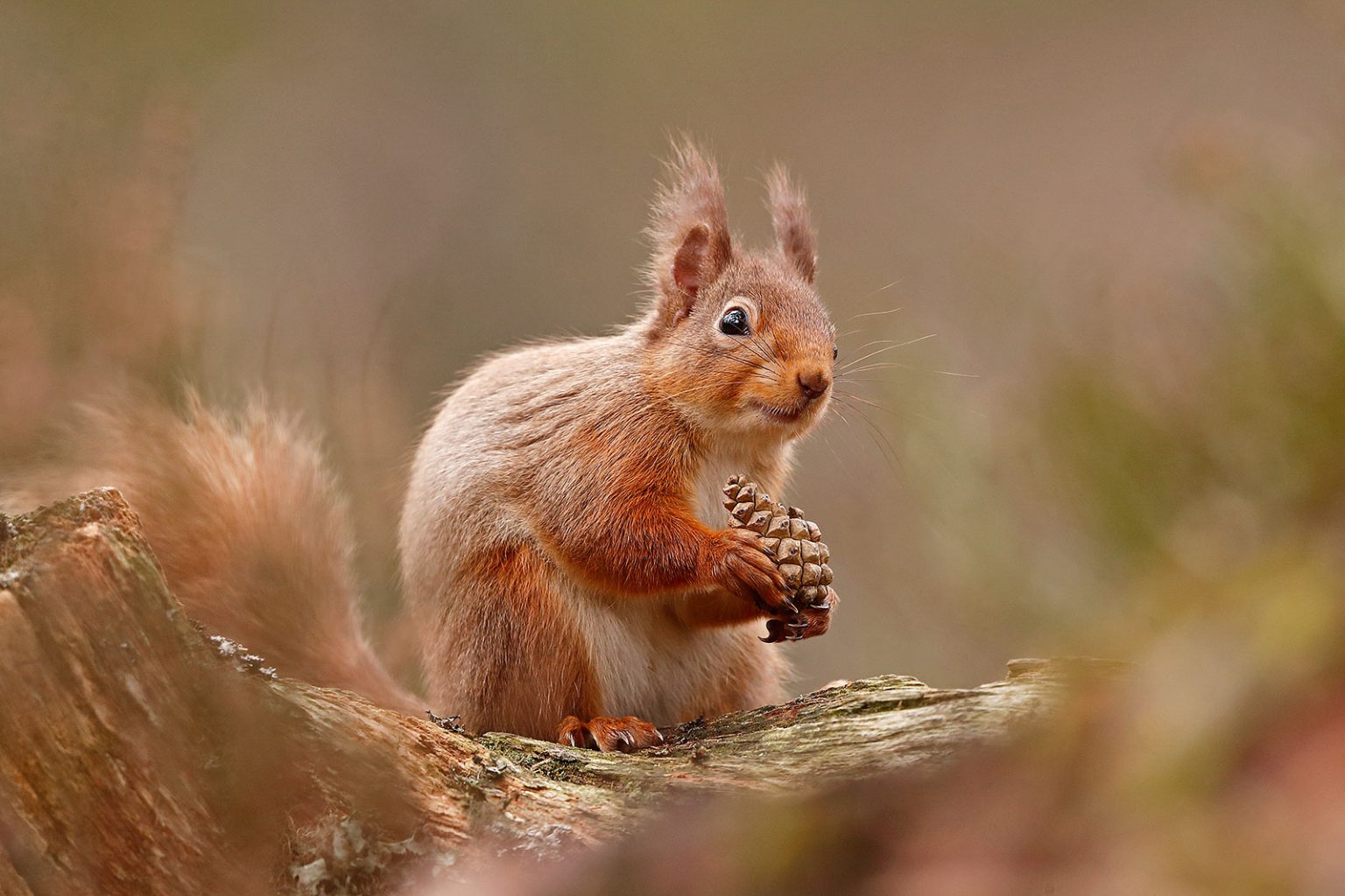 How to Photograph Red Squirrels - Nature TTL