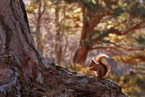 How to Photograph Red Squirrels - Nature TTL