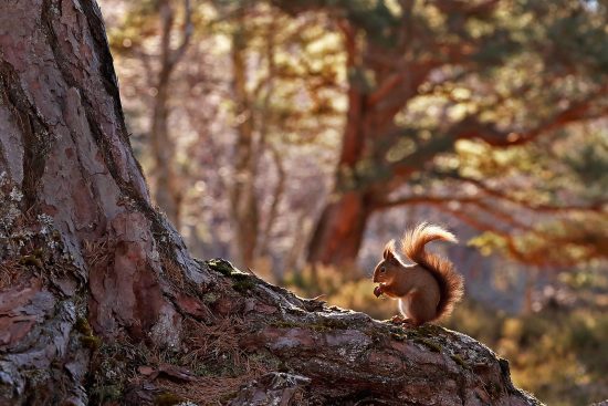 How to Photograph Red Squirrels - Nature TTL