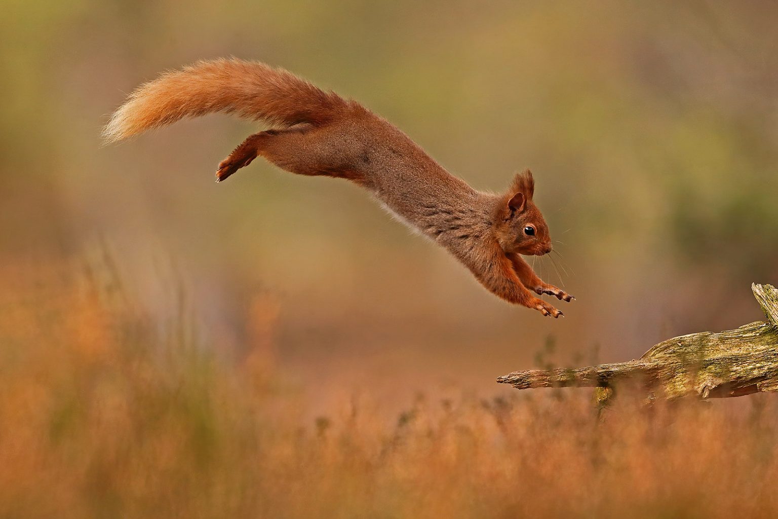 How to Photograph Red Squirrels - Nature TTL