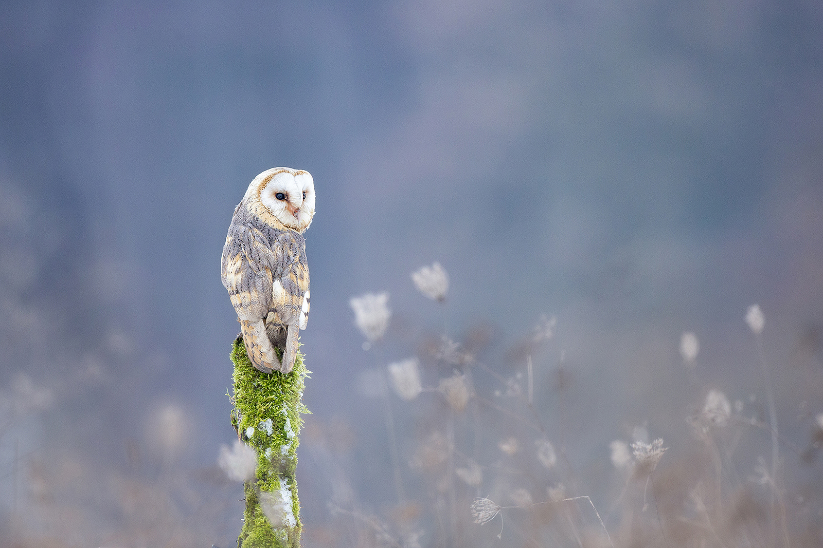 How to Photograph Barn Owls - Nature TTL