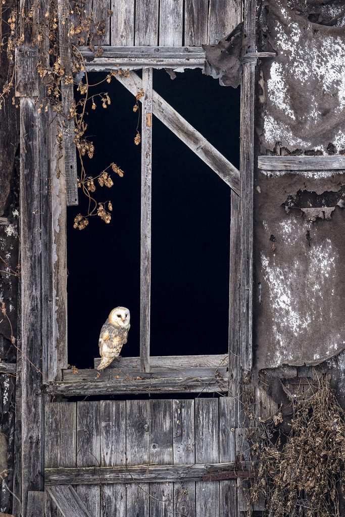 How to Photograph Barn Owls - Nature TTL