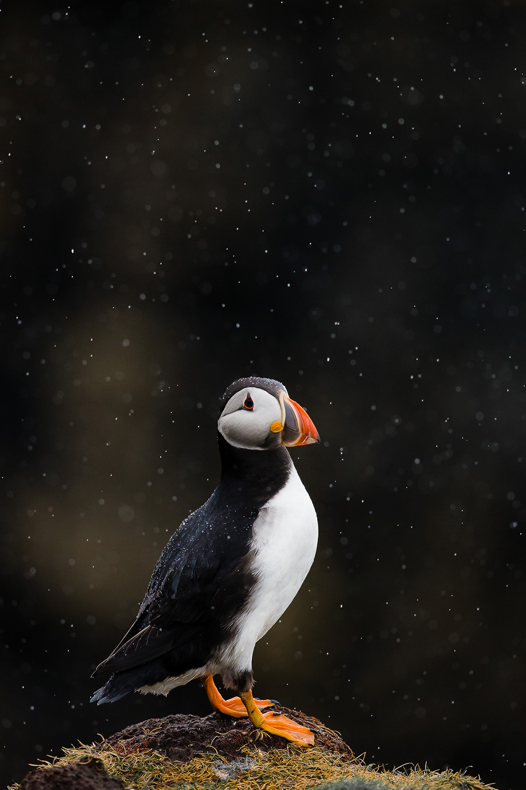 Winners Announced for Bird Photographer of the Year 2021 - Nature TTL