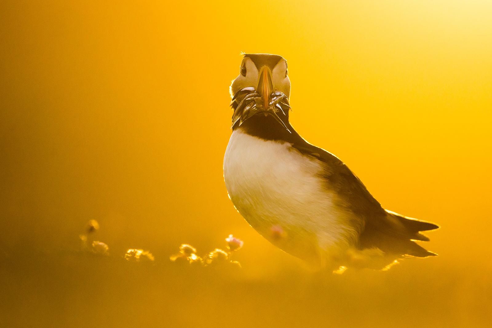 Winners Announced for Bird Photographer of the Year 2021 - Nature TTL