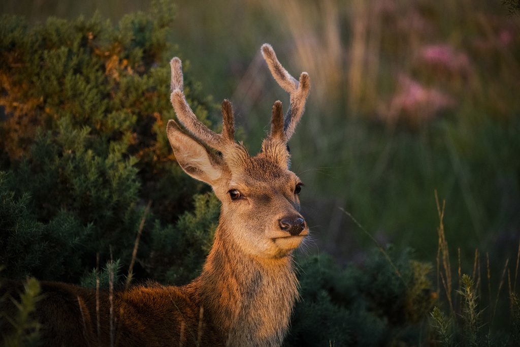 How to Photograph Red Deer - Nature TTL