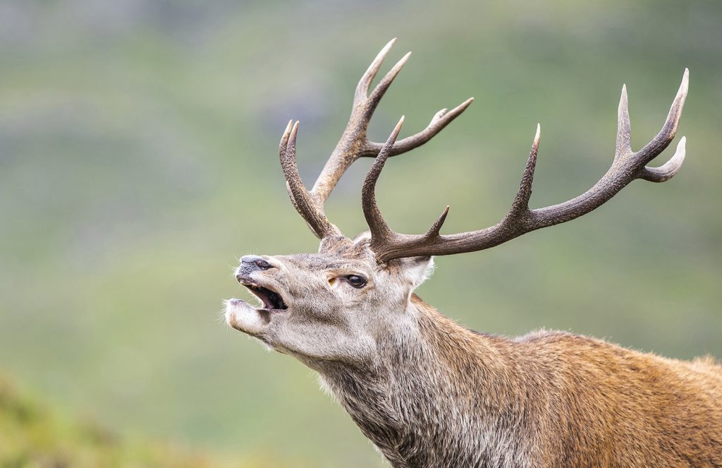 How to Photograph Red Deer - Nature TTL