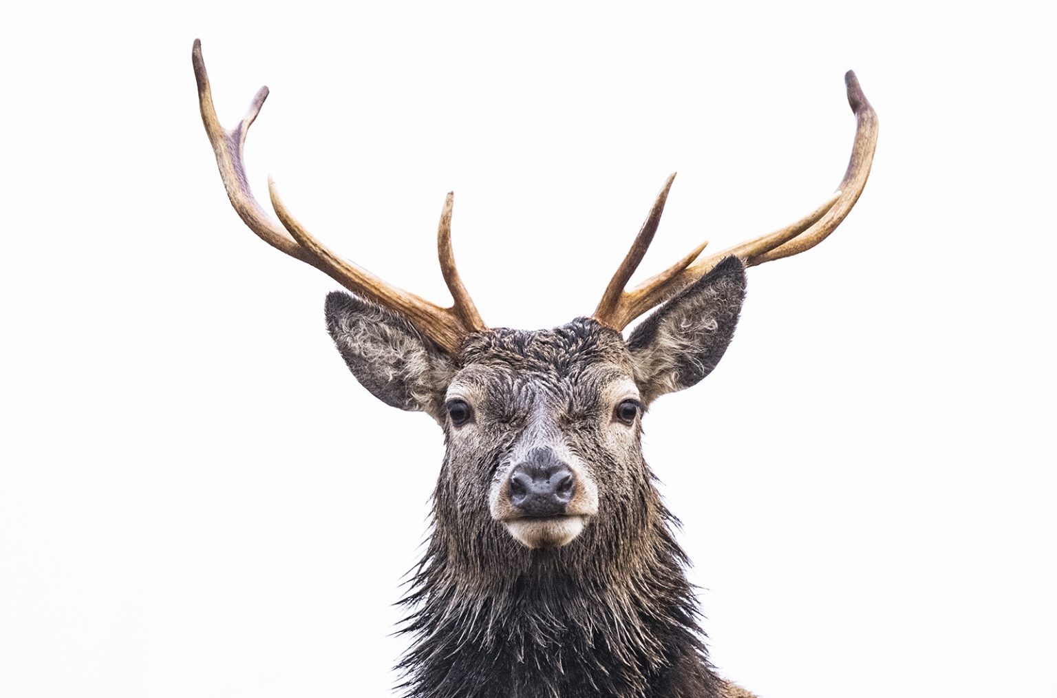 How to Photograph Red Deer - Nature TTL