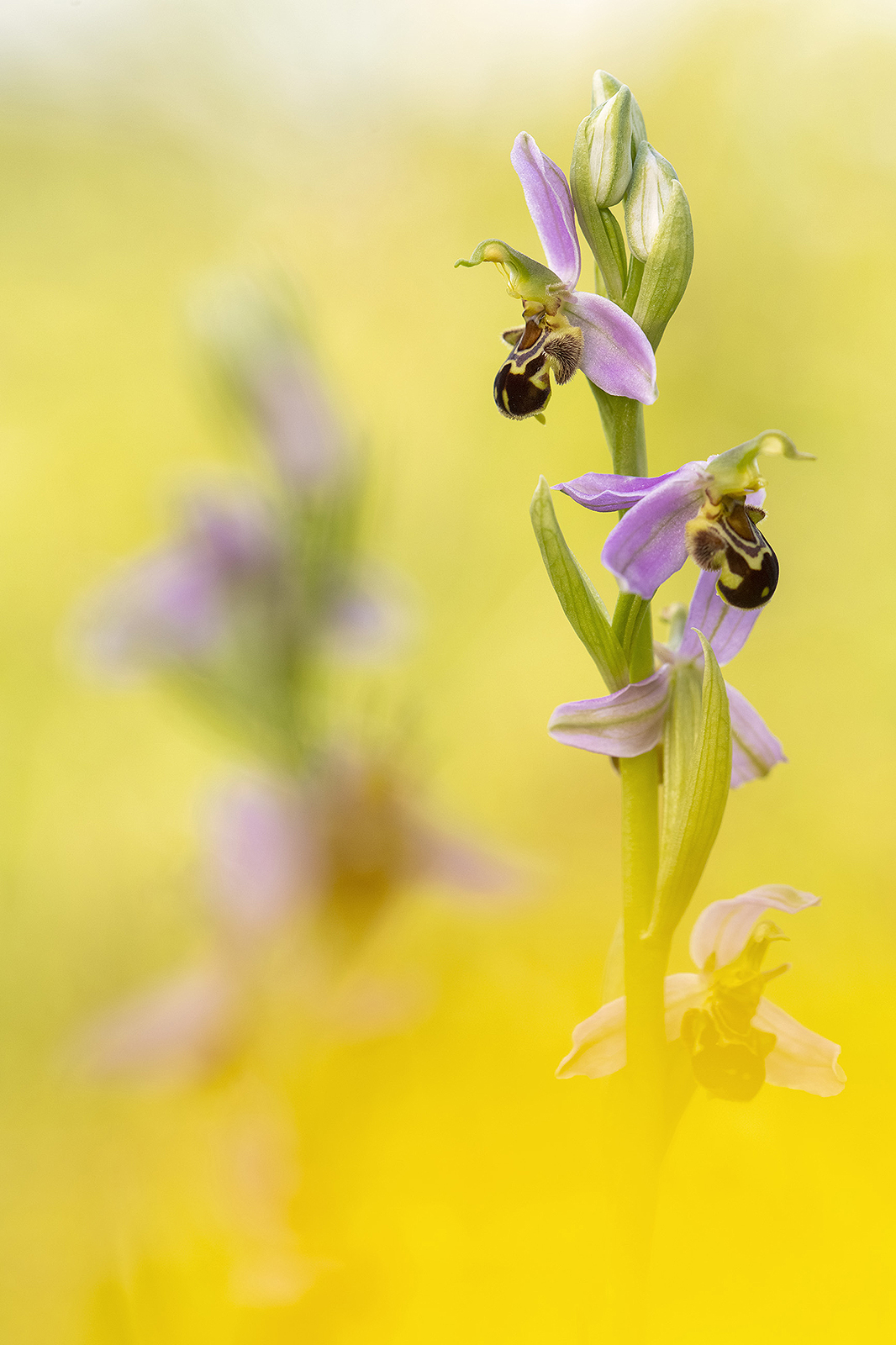 6 Tips for Photographing Flowers - Nature TTL