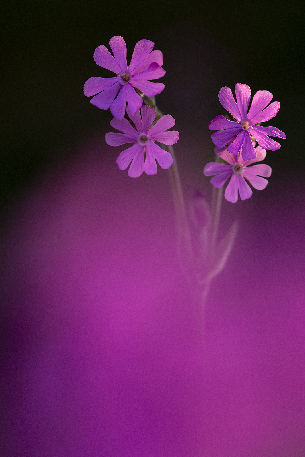 6 Tips for Photographing Flowers - Nature TTL