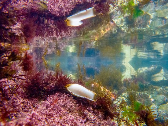 How to Use GoPros for Underwater Photography - Nature TTL