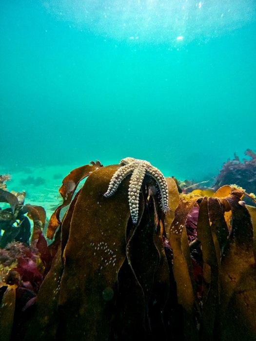 How to Use GoPros for Underwater Photography - Nature TTL