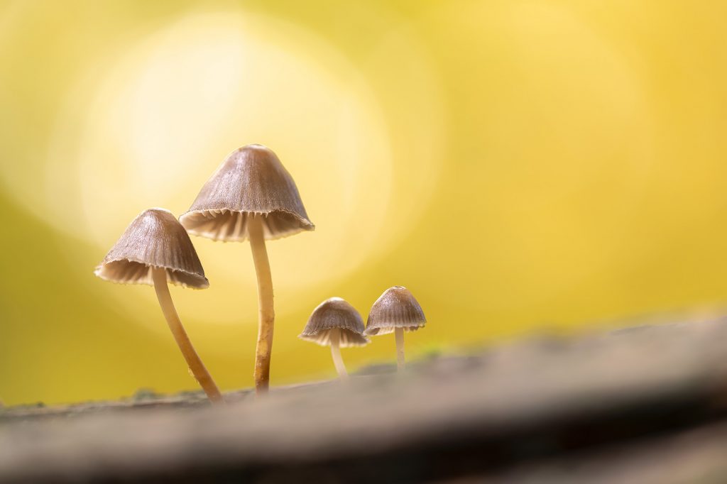 7 Simple Subjects to Practise Macro Photography on Your Doorstep ...