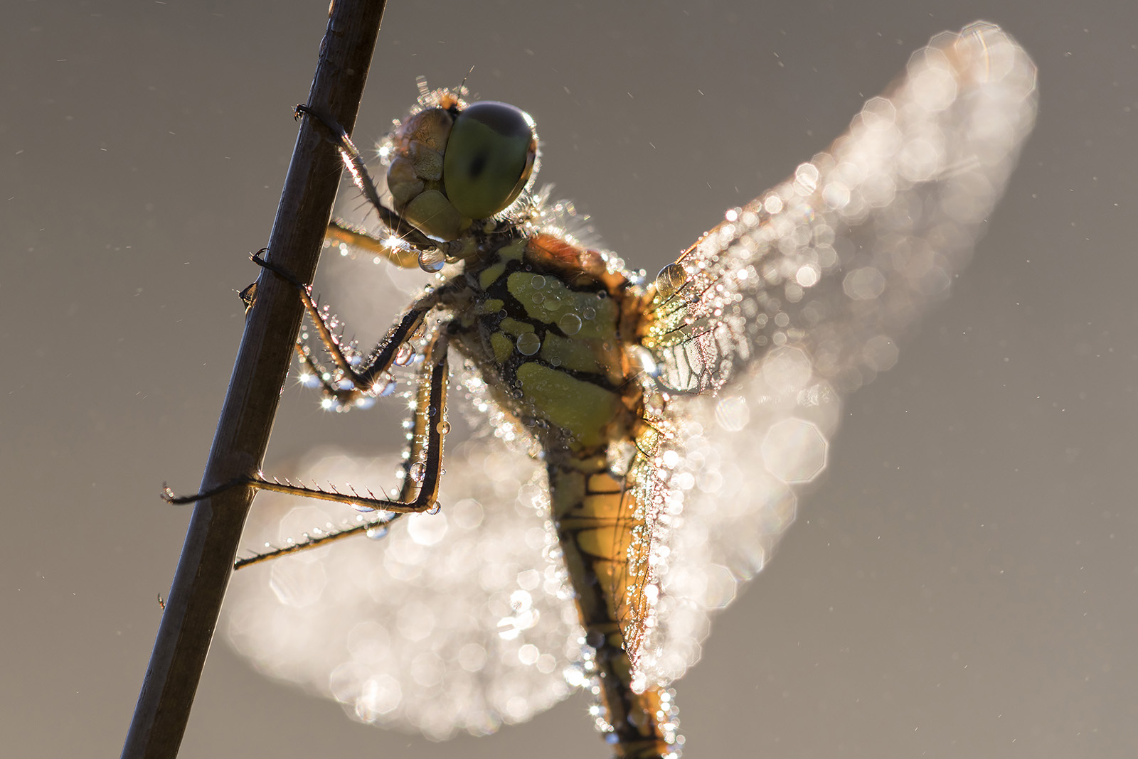 7 Simple Subjects to Practise Macro Photography on Your Doorstep ...