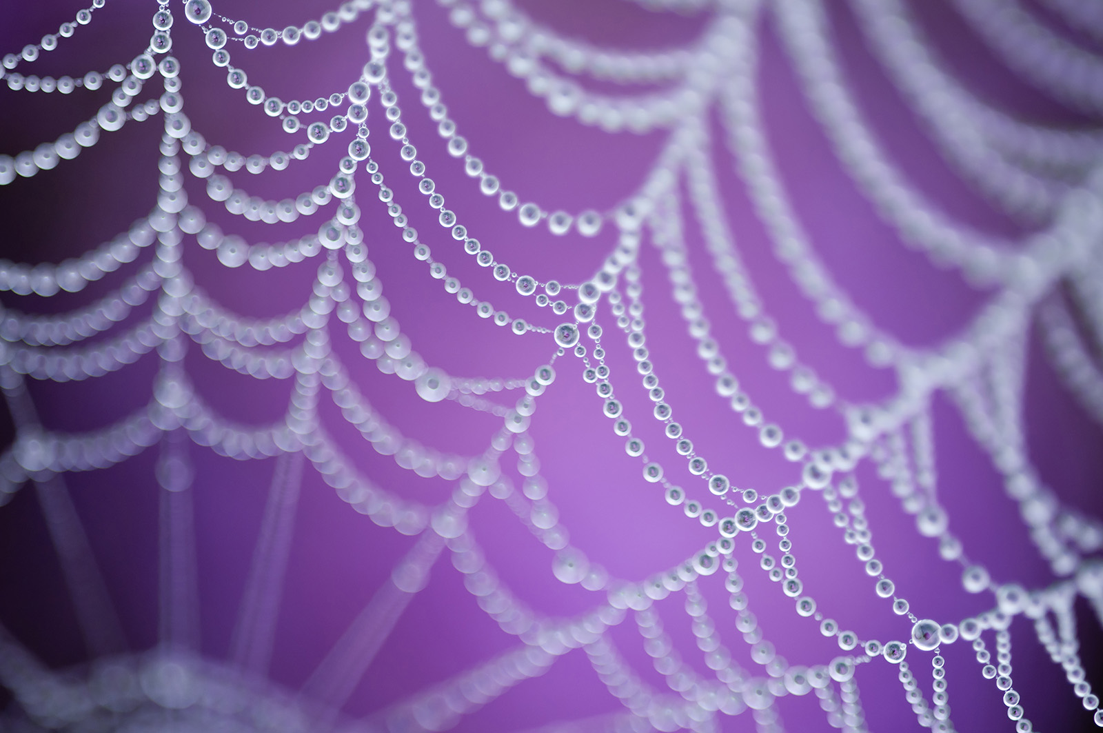 7 Simple Subjects to Practise Macro Photography on Your Doorstep ...