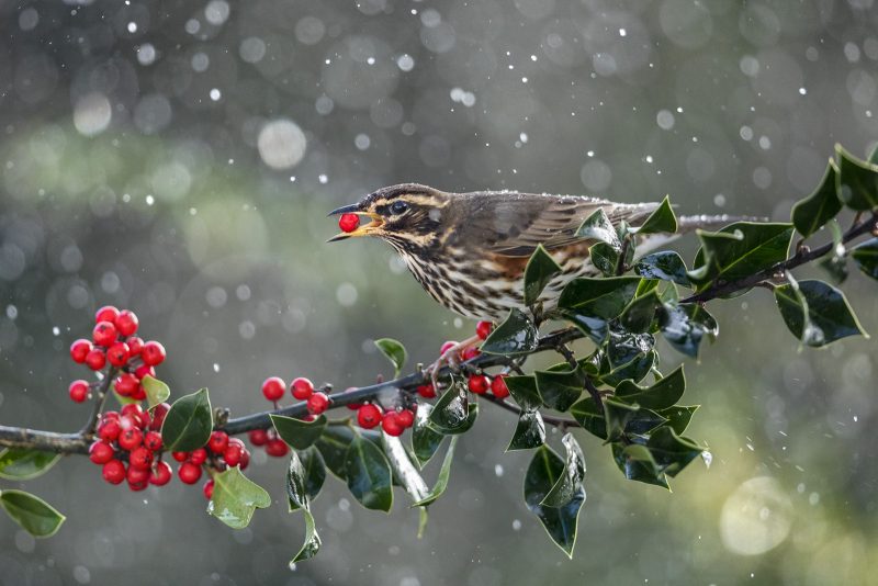 Nature Subjects to Photograph in October and November - Nature TTL
