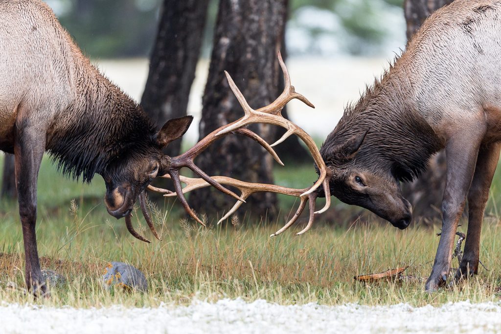 How to Photograph Elk - Nature TTL