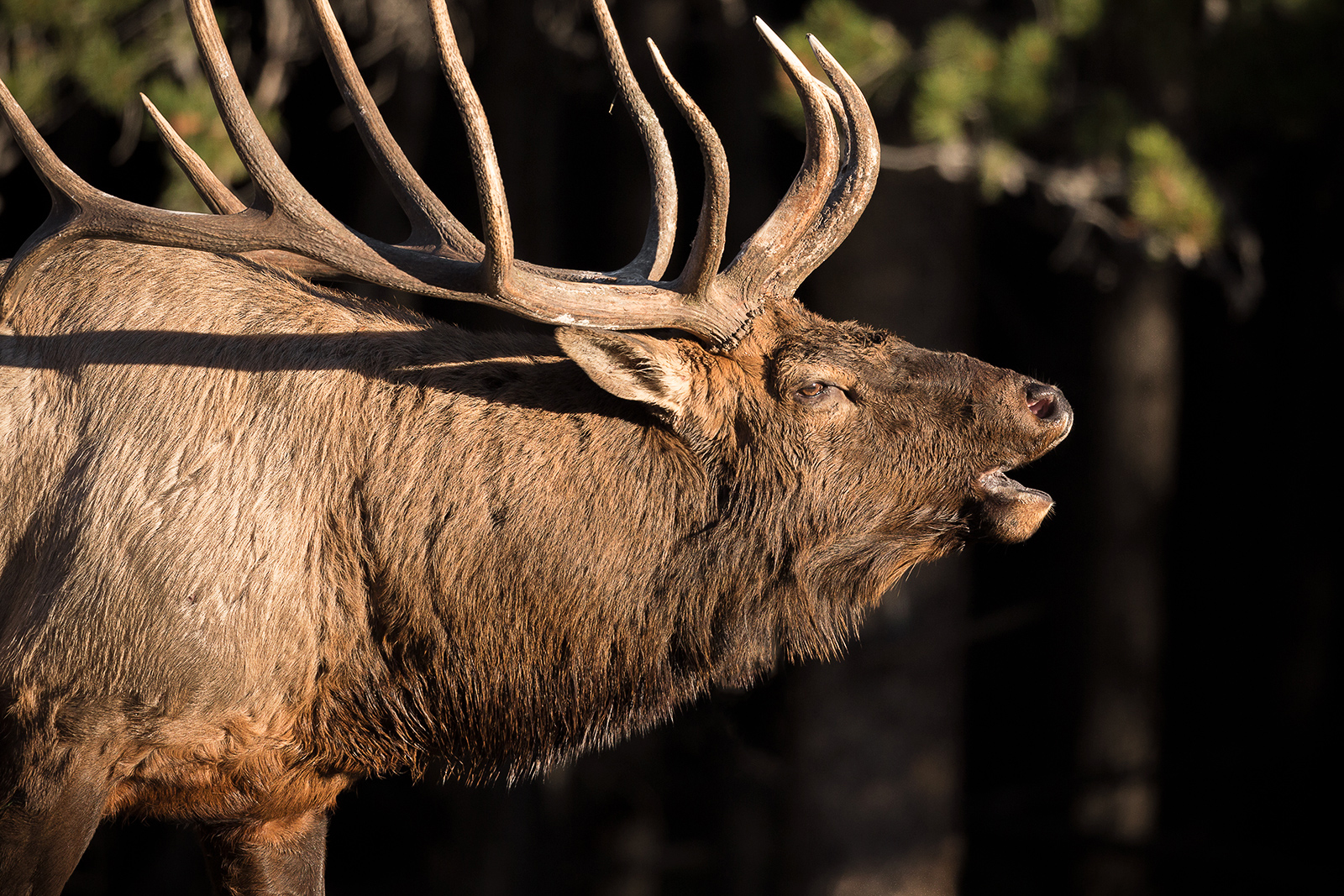 How to Photograph Elk - Nature TTL