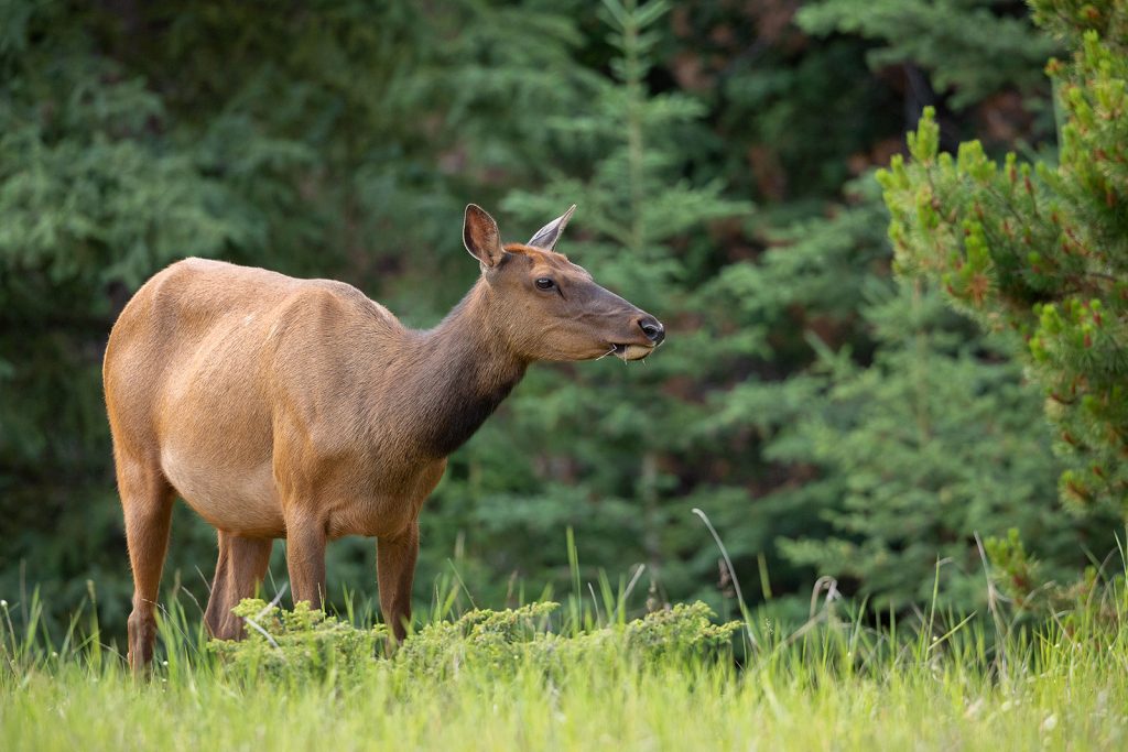 How to Photograph Elk - Nature TTL