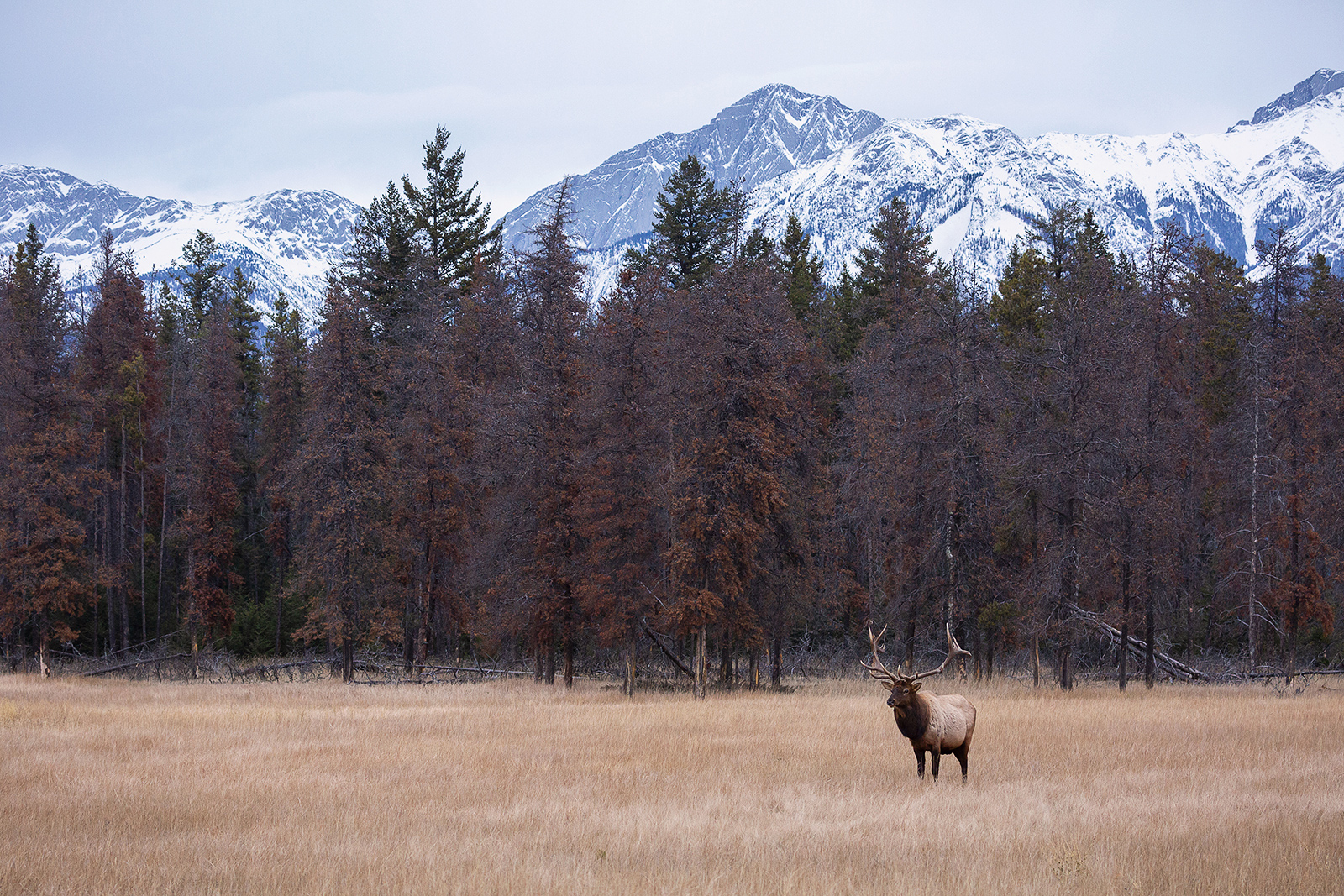 How to Photograph Elk - Nature TTL