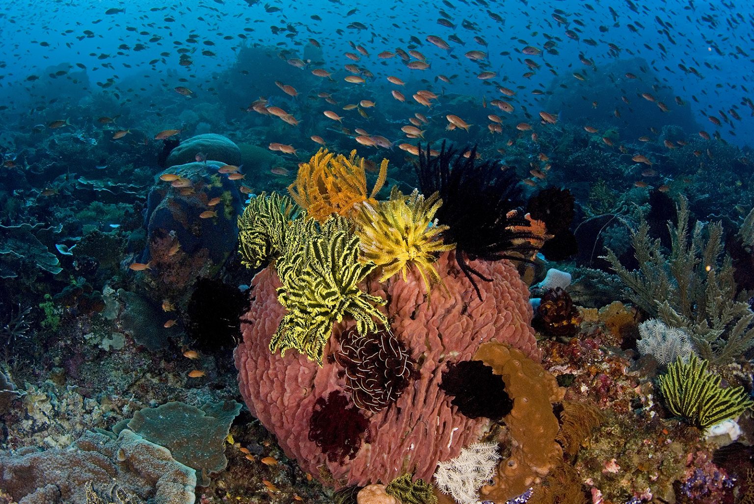 7 Best Underwater Photography Locations in Southeast Asia - Nature TTL