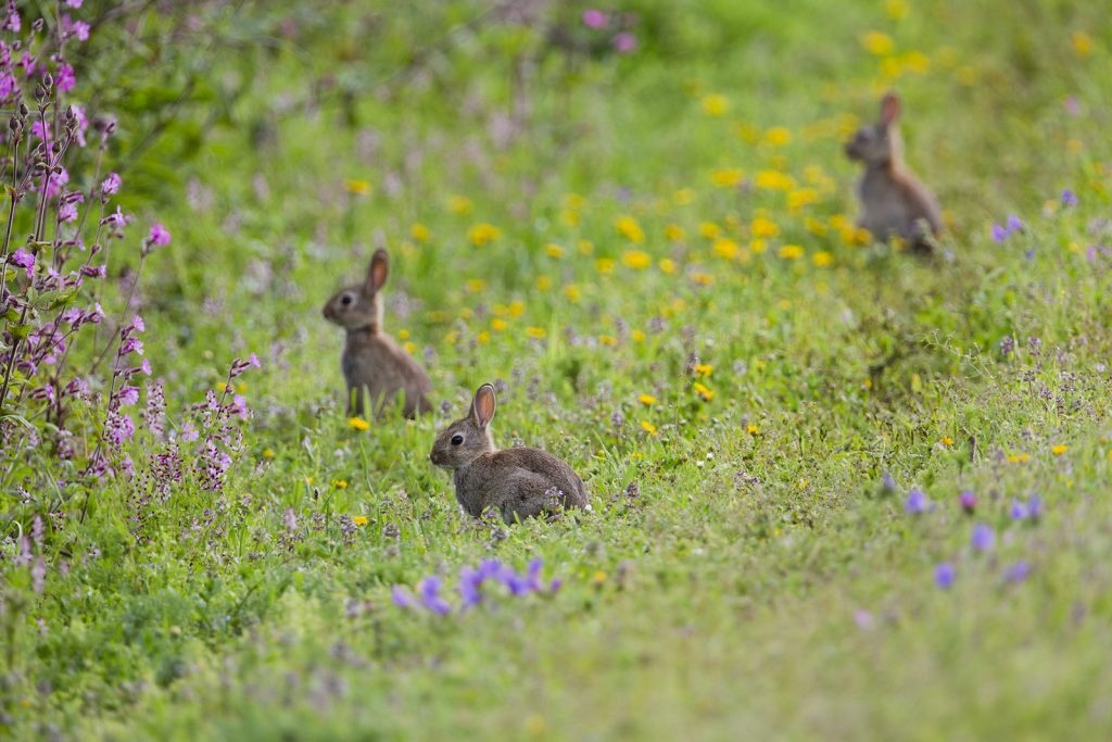 How to Photograph Rabbits - Nature TTL