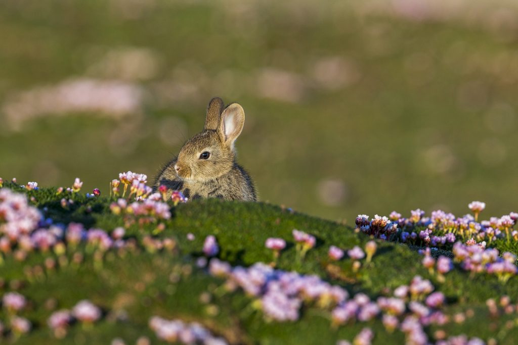 How to Photograph Rabbits - Nature TTL