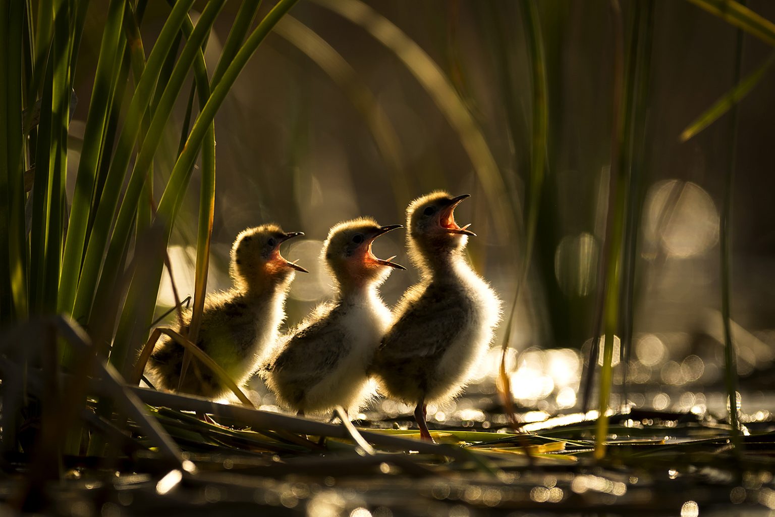New Floating, Portable Hide for Water-level Wildlife Photography ...
